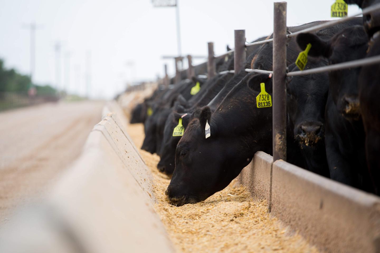 Setting A New Standard In Beef Production - Tyson Foods